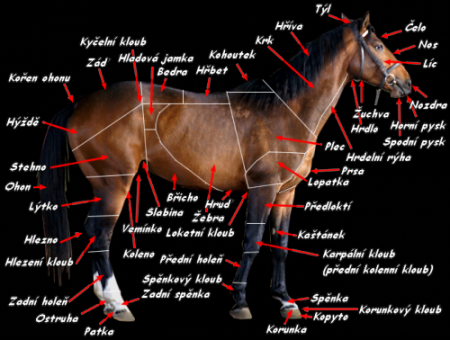Popis těla koně.png :: Koně a svět kolem nich